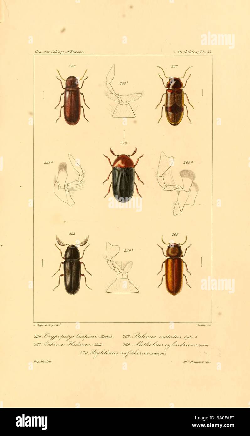 Top row features six distinct beetles hi-res stock photography and ...