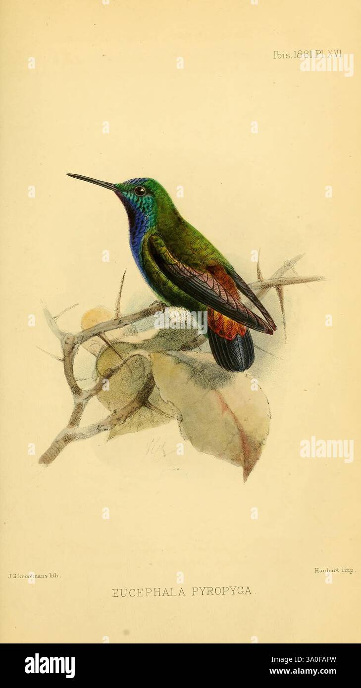 Ibis London Published British Ornithologists' Union Academic Press ...