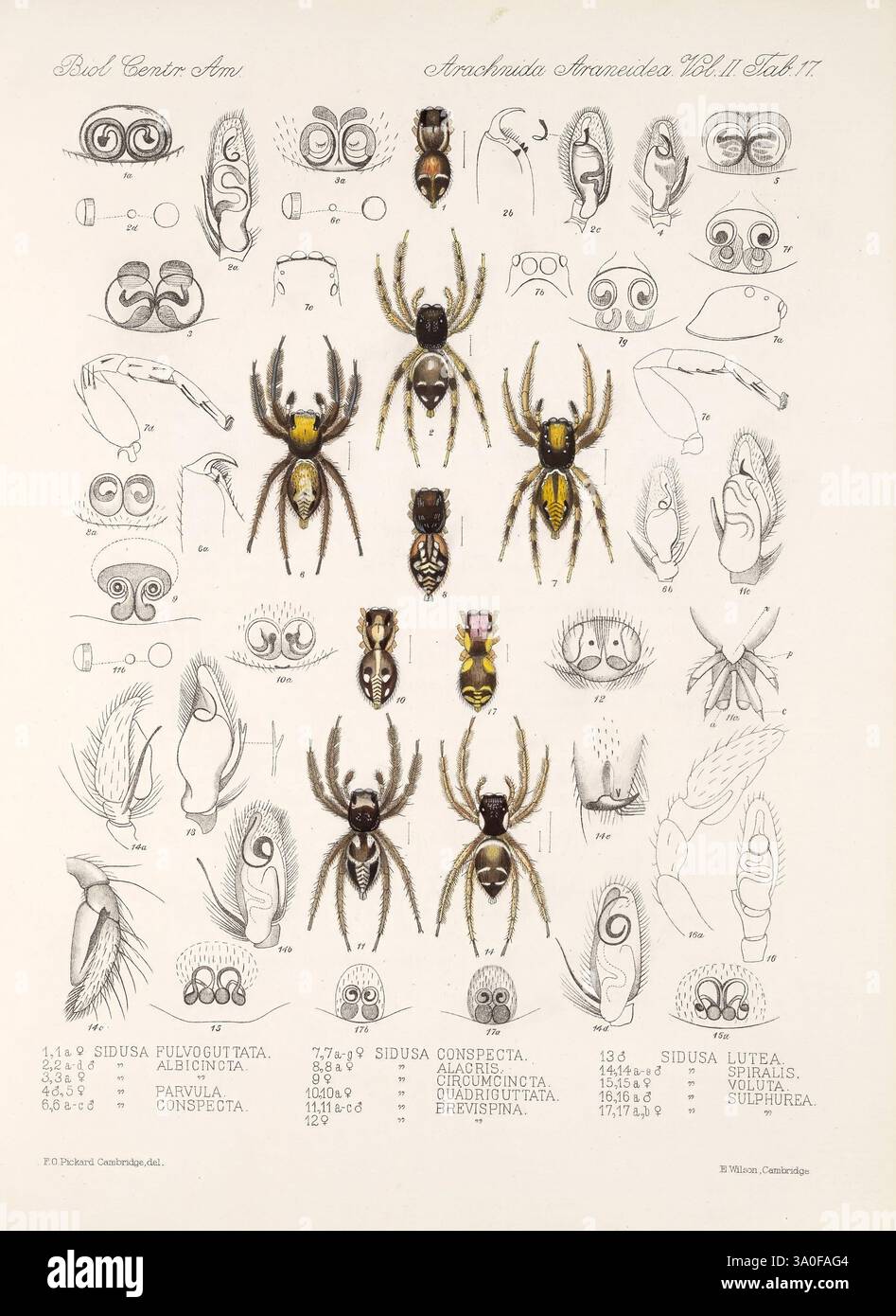 Biologia Centrali-Americana London, 1879-1915, archaeology, botany ...