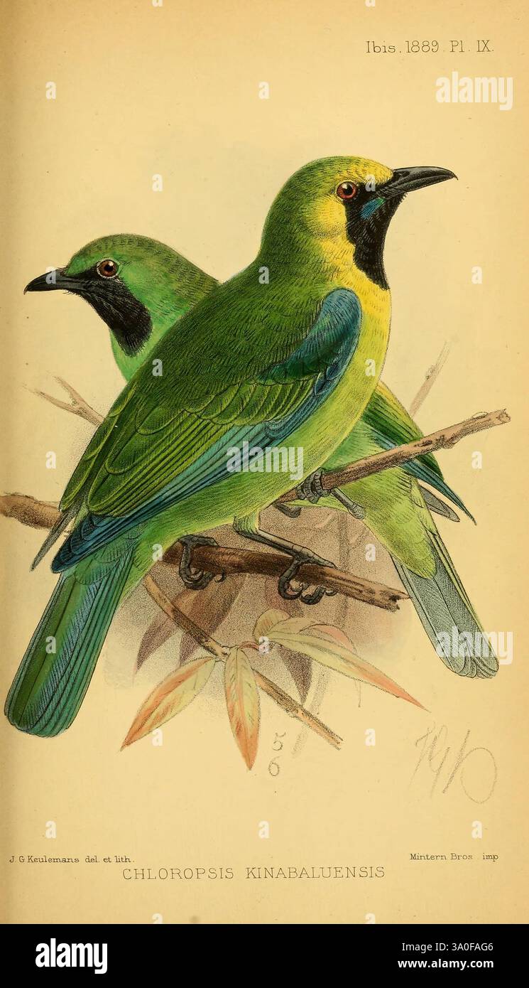 Chloropsis kinabalensis hi-res stock photography and images - Alamy