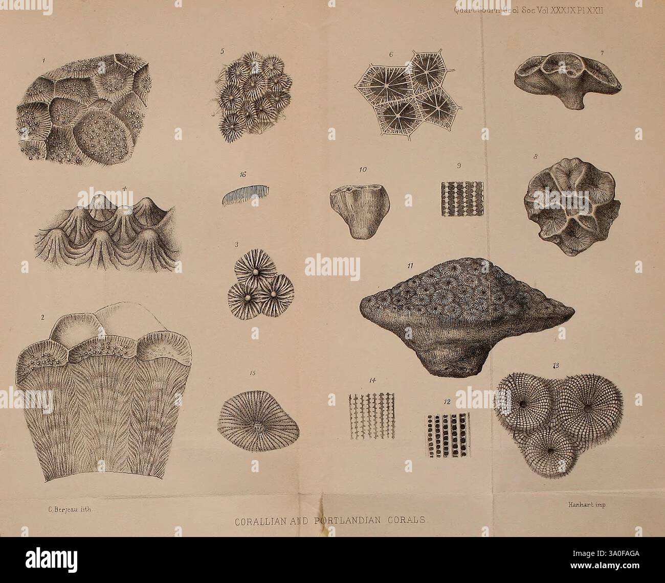 Diverse array of coral structures hi-res stock photography and images ...