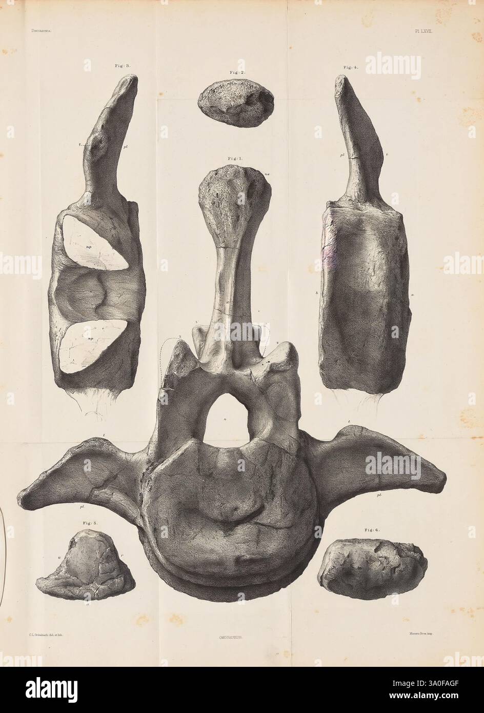 A history of British fossil reptiles, London, Cassell & Company Limited ...