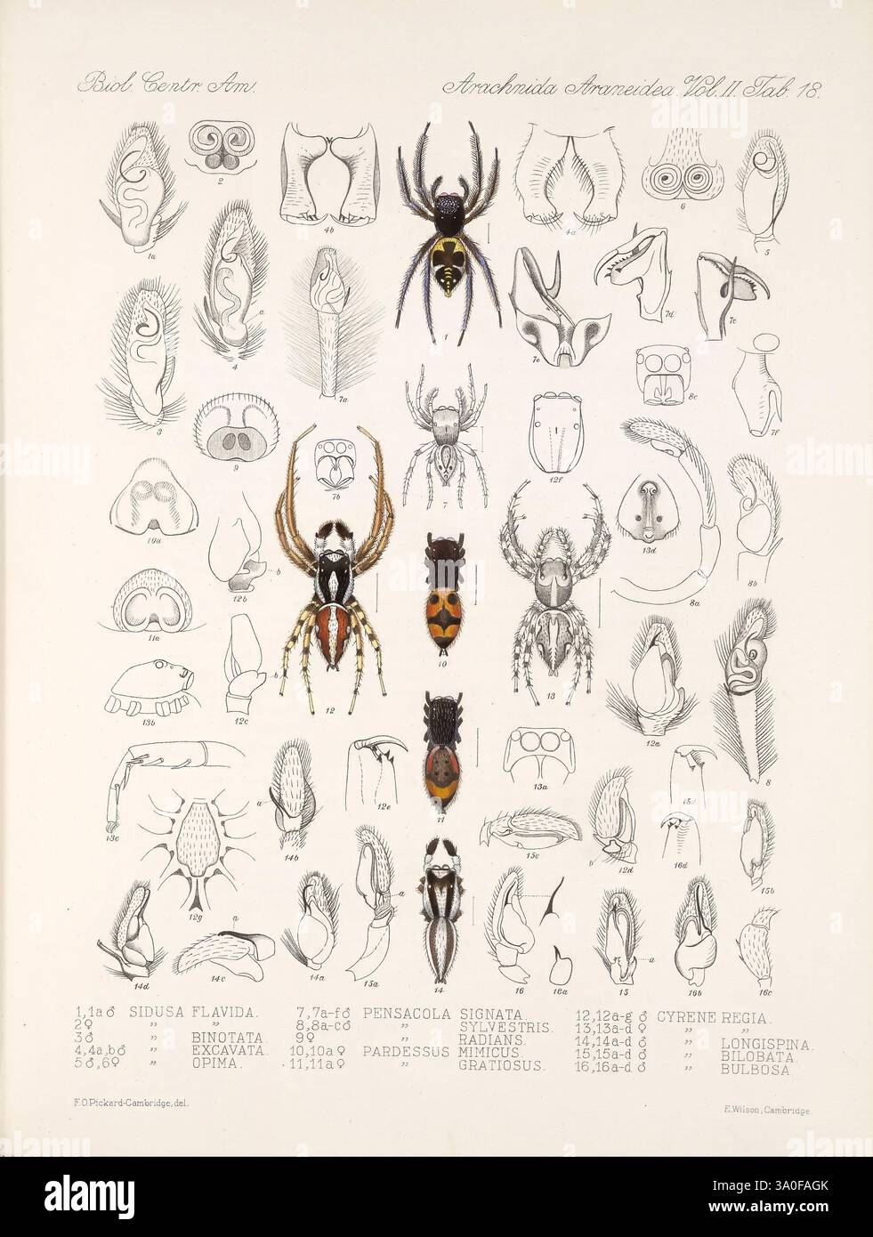 Biologia Centrali-Americana London, 1879-1915, archaeology, botany ...