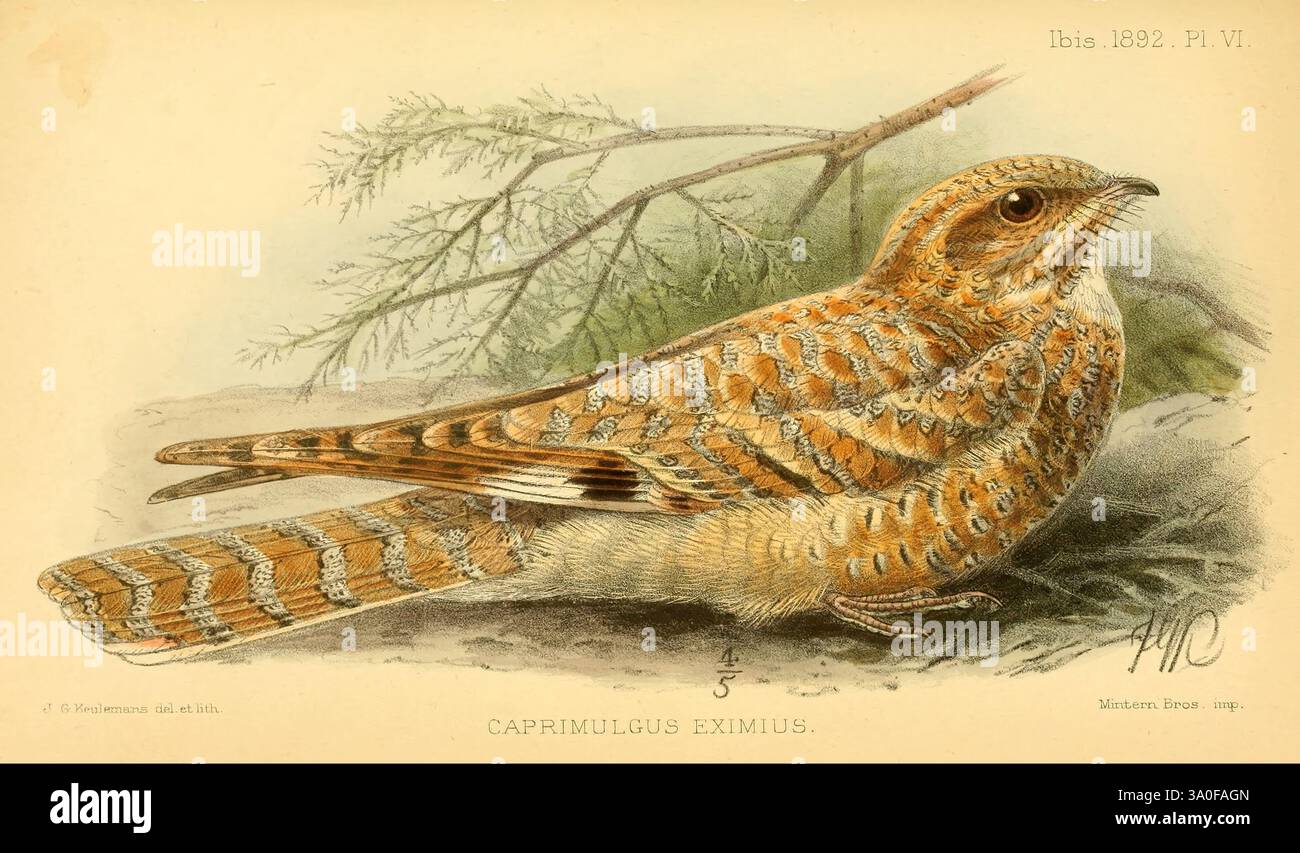 Bird showcases subtle patterns hi-res stock photography and images - Alamy