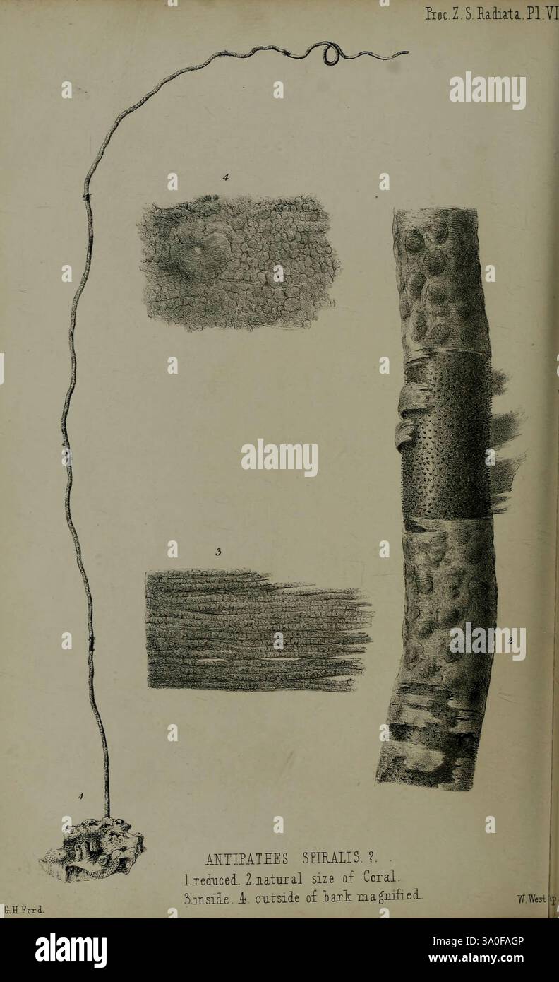 Intricate polyp structure characteristic of coral reefs hi-res stock ...