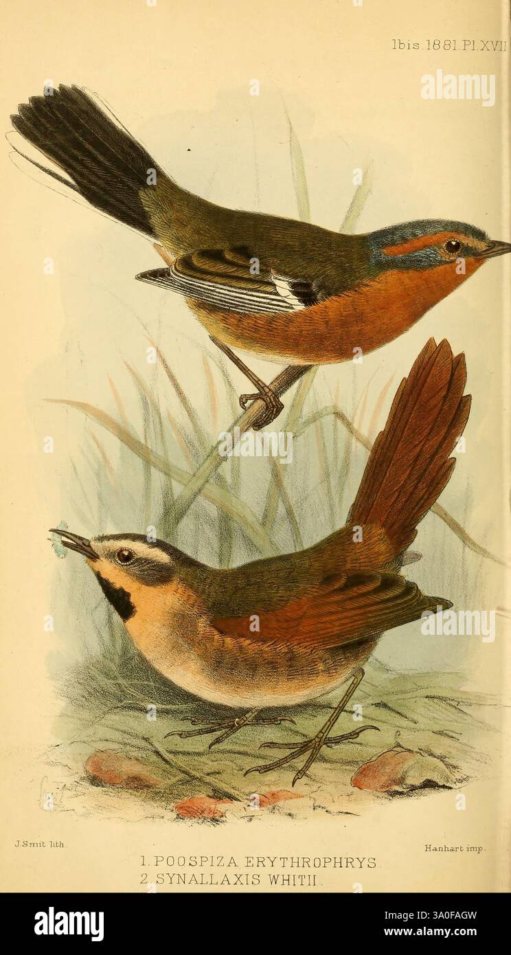 Facial dep hi-res stock photography and images - Alamy