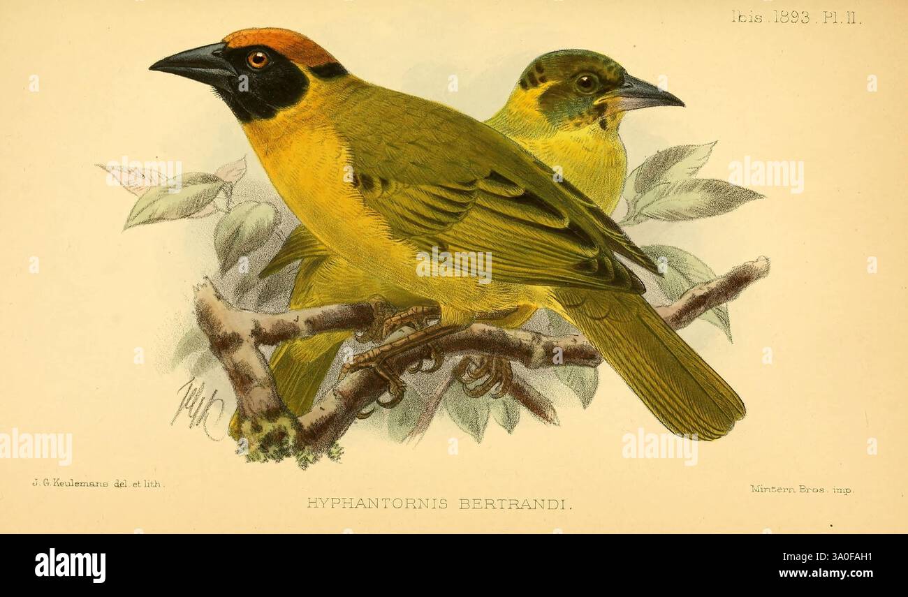 Illustration depicts two elegantly hi-res stock photography and images ...