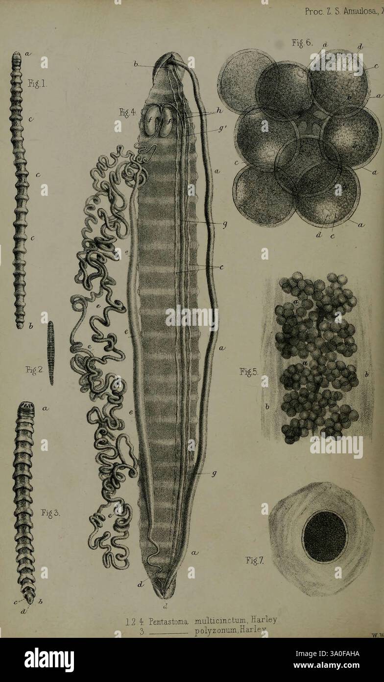Segmented morphology hi-res stock photography and images - Alamy
