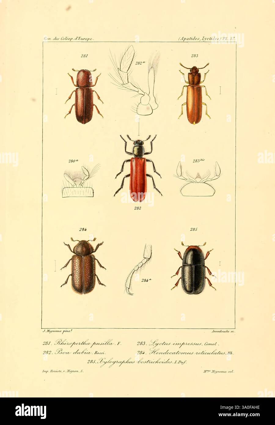 Lower section presents additional beetle types hi-res stock photography ...