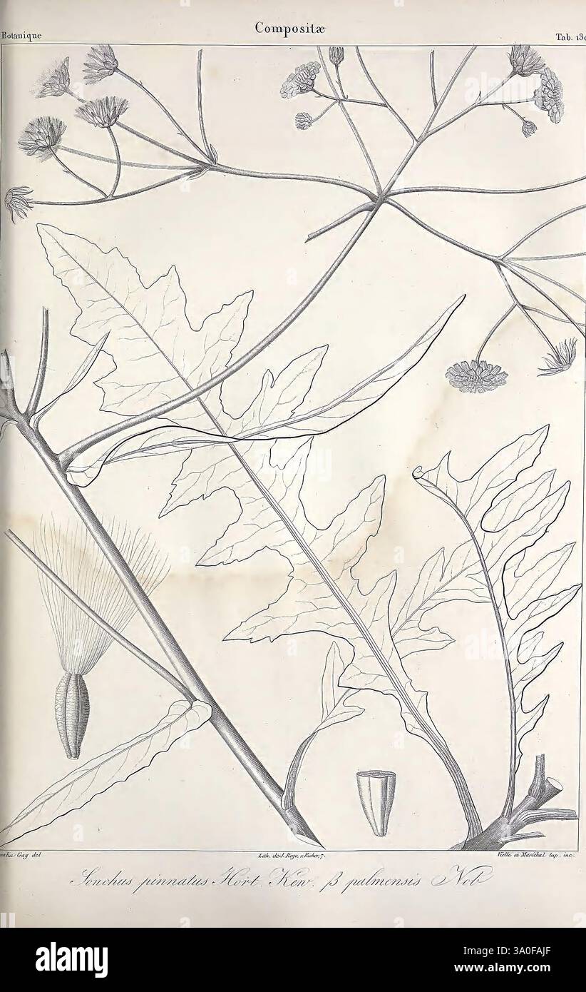 Histoire naturelle des Iles Canaries, Paris, Béthune, éditeur, 1836 ...