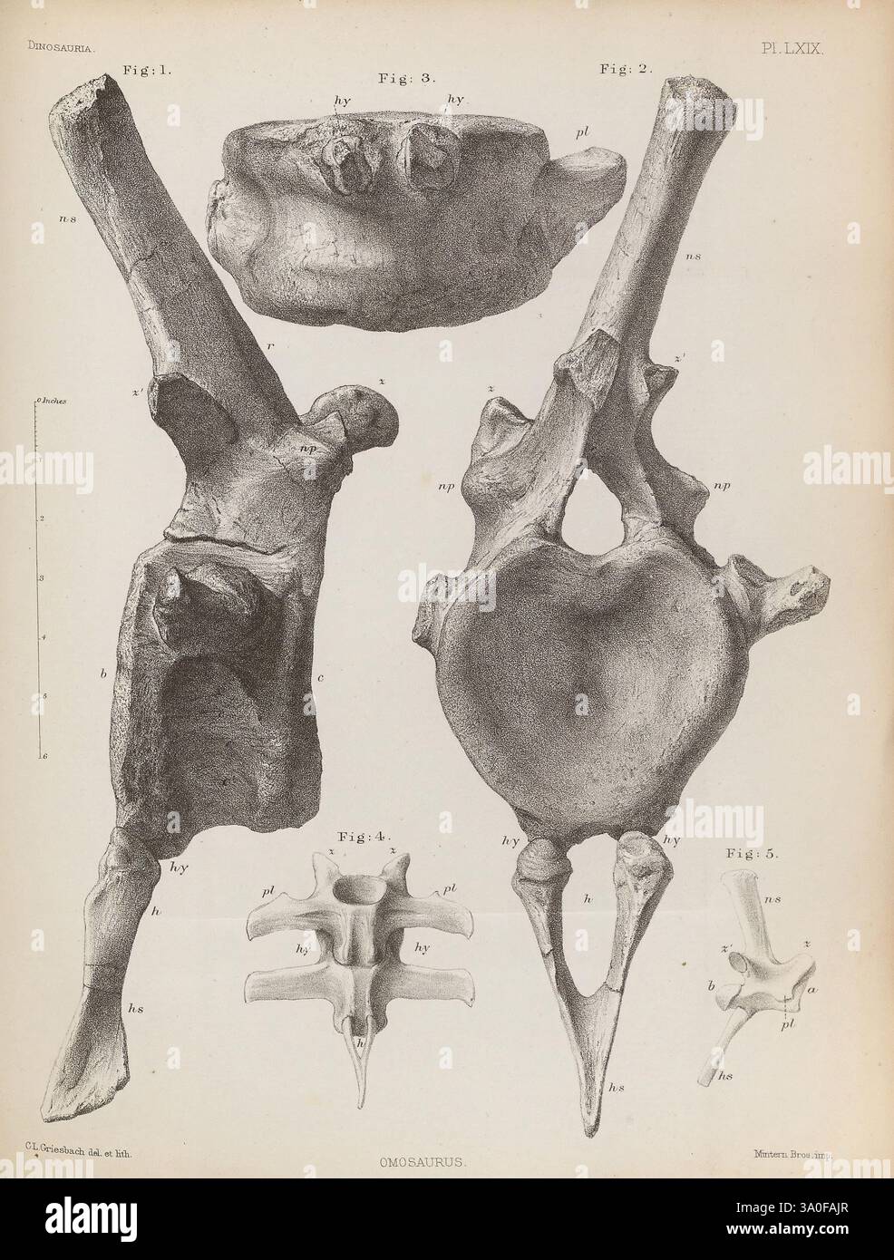 Series of detailed anatomical drawings of vertebrae hi-res stock ...