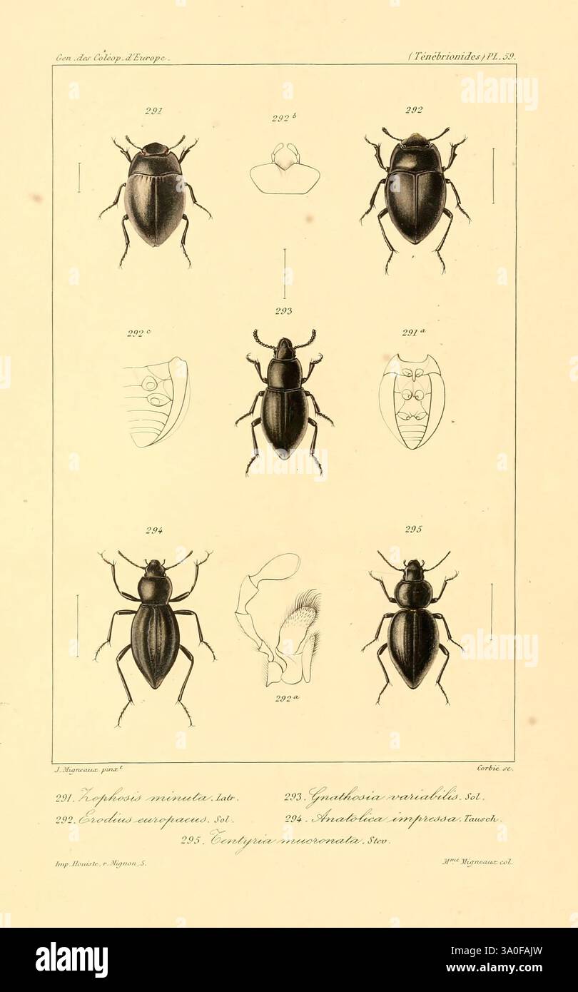 Close up renderings of specific anatomical details hi-res stock ...