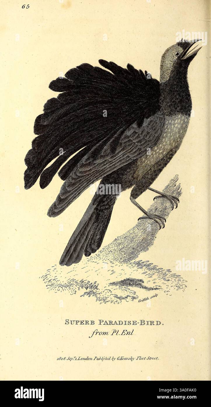 Impressive display rituals hi-res stock photography and images - Alamy