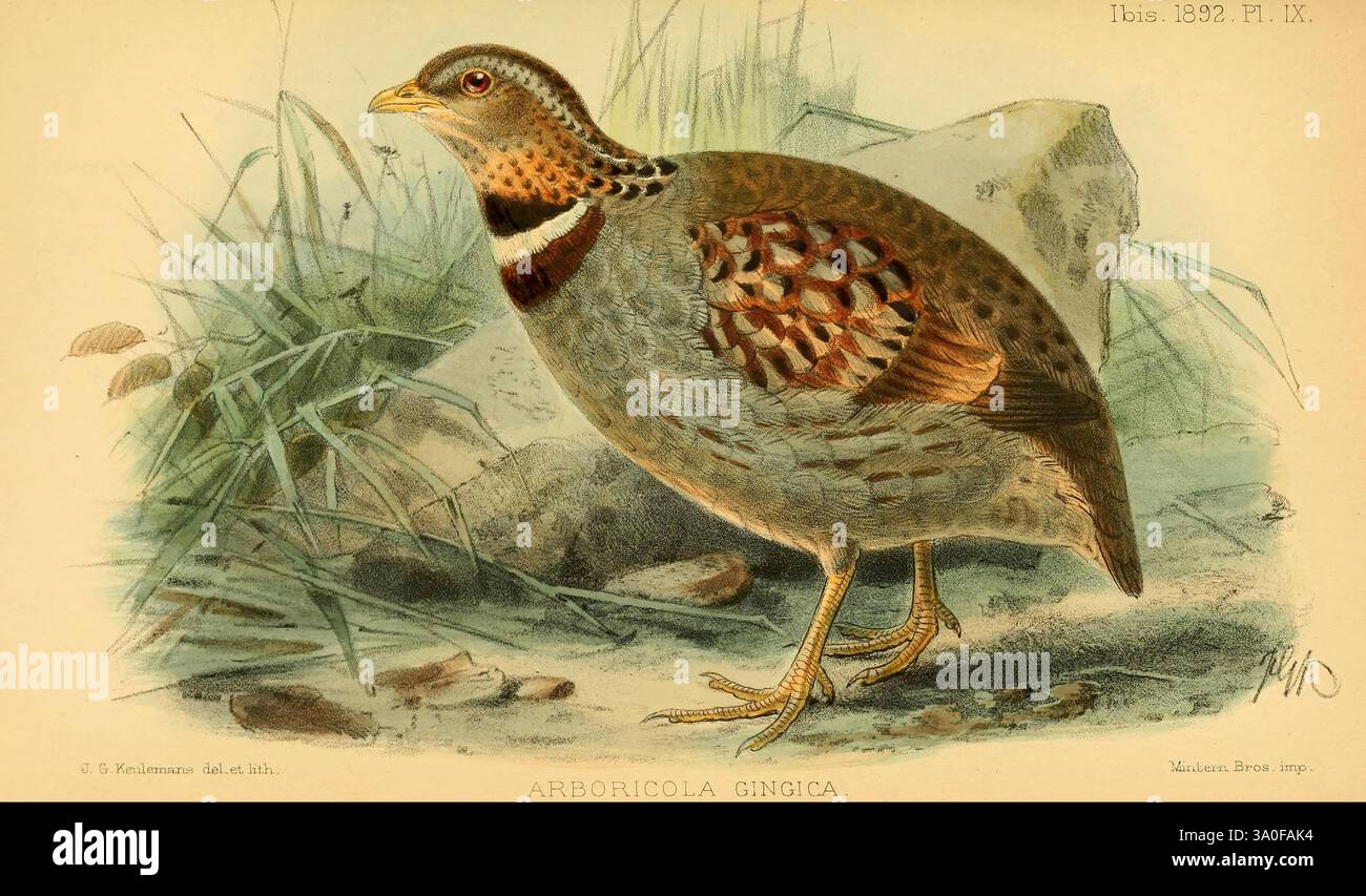 Partridge features hi-res stock photography and images - Alamy