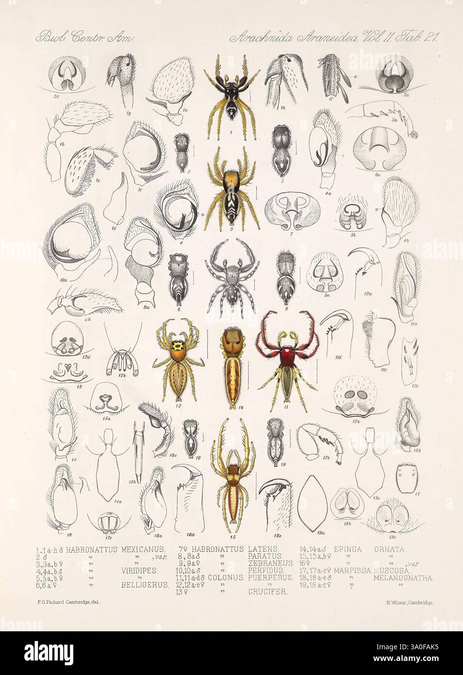 Biologia Centrali-Americana London, 1879-1915, archaeology, botany ...