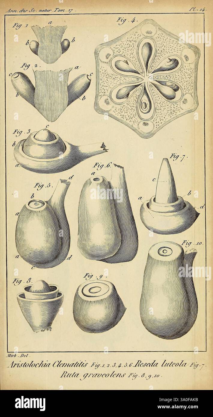 Morphology of shells hi-res stock photography and images - Alamy