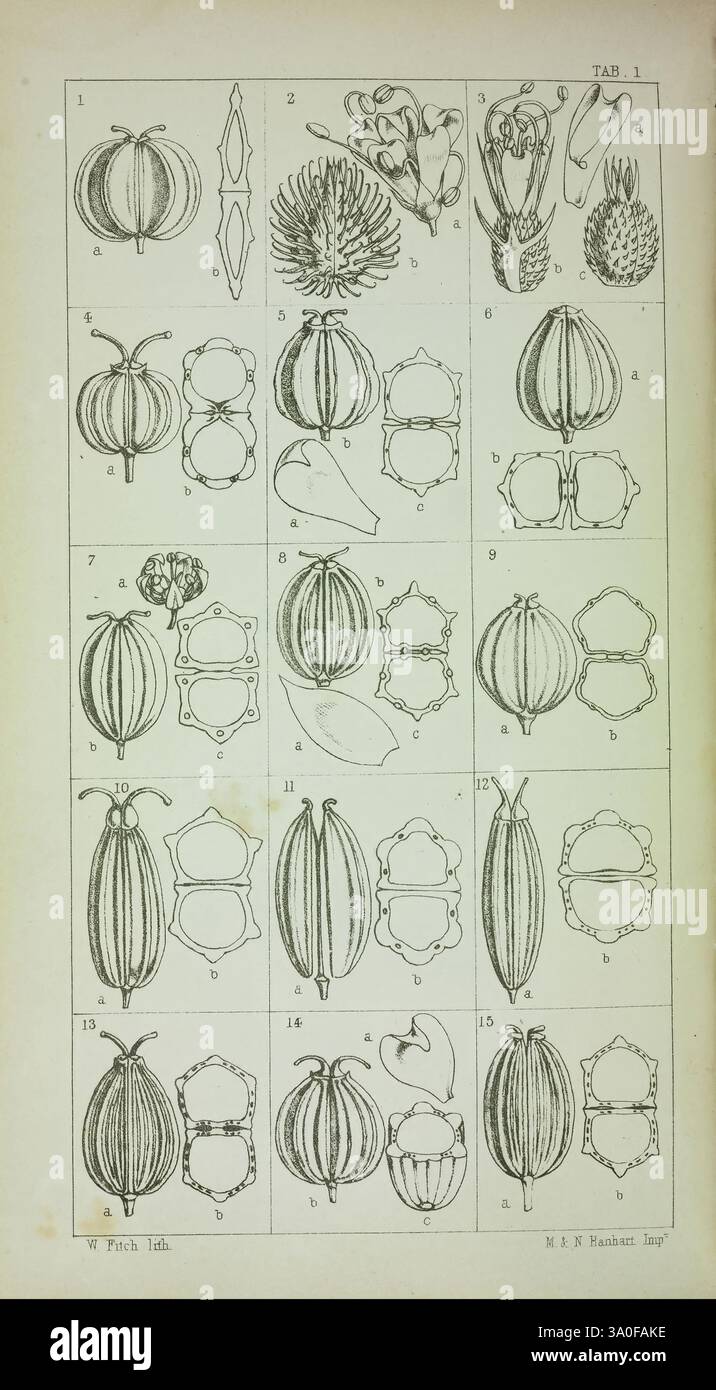 Diversity of plant reproductive structures hi-res stock photography and ...