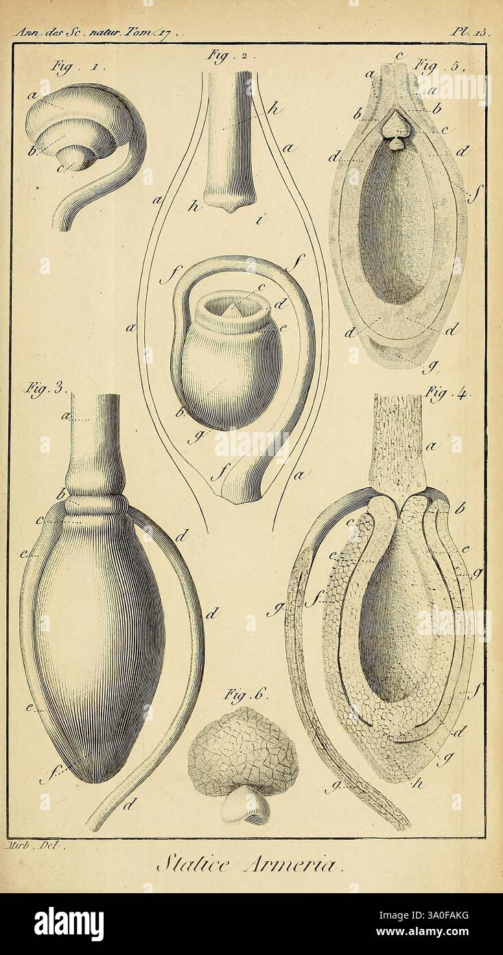 Reproductive processes in plants hi-res stock photography and images ...