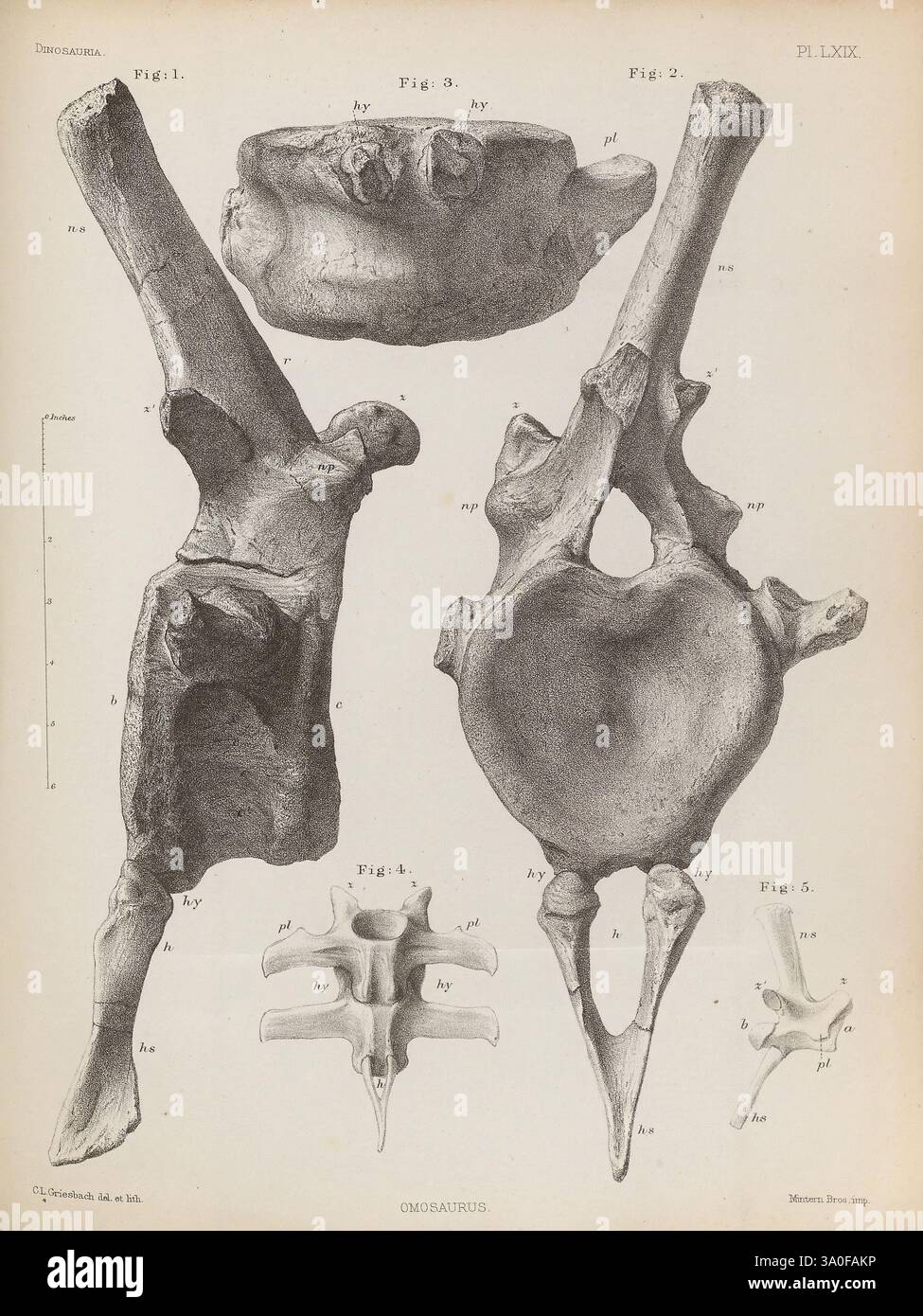 Various views of vertebrae hi-res stock photography and images - Alamy