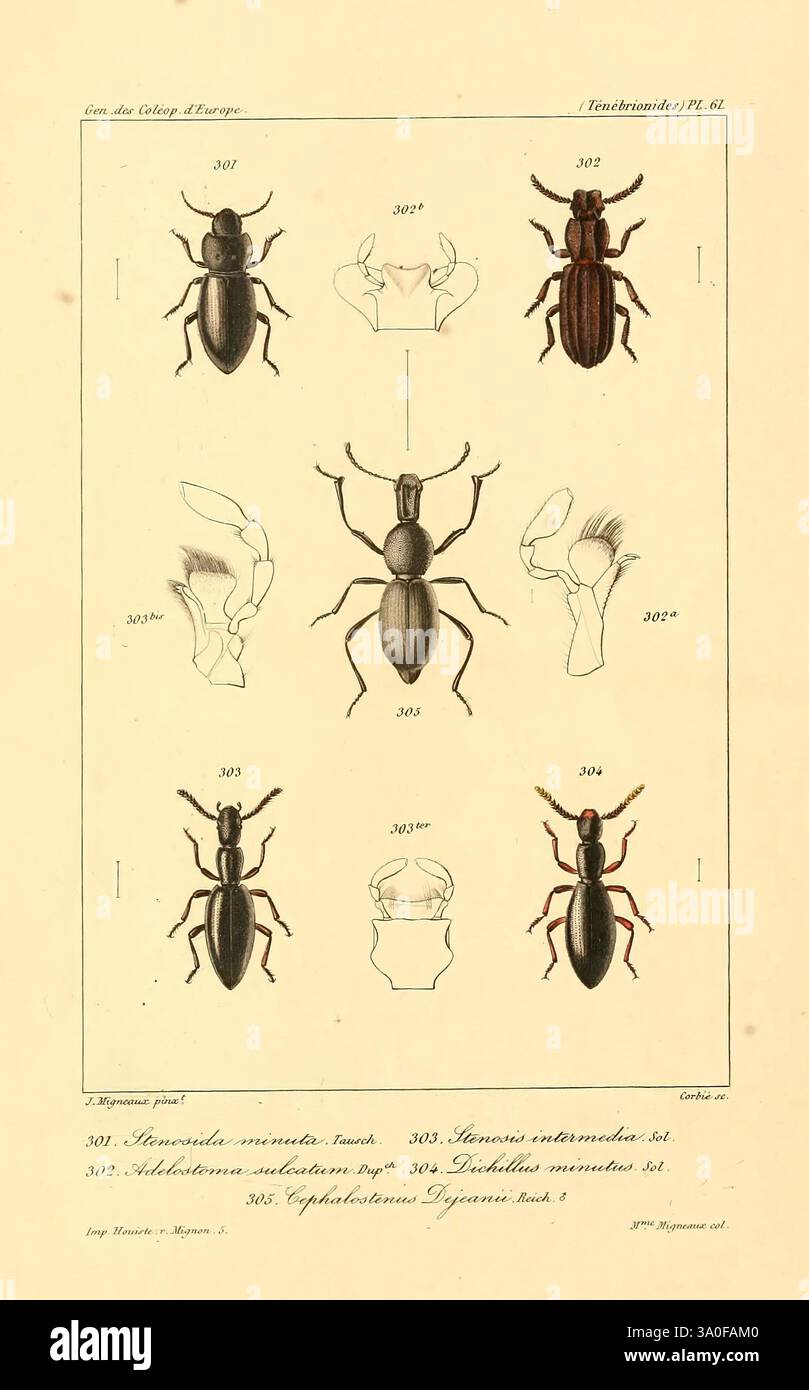 Top row showcases three distinct beetles hi-res stock photography and ...