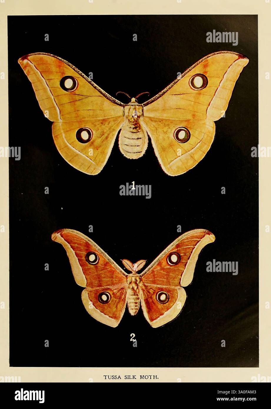 Indian insect life Calcutta Thacker, Spink & Co. W. Thacker & Co. 2 ...