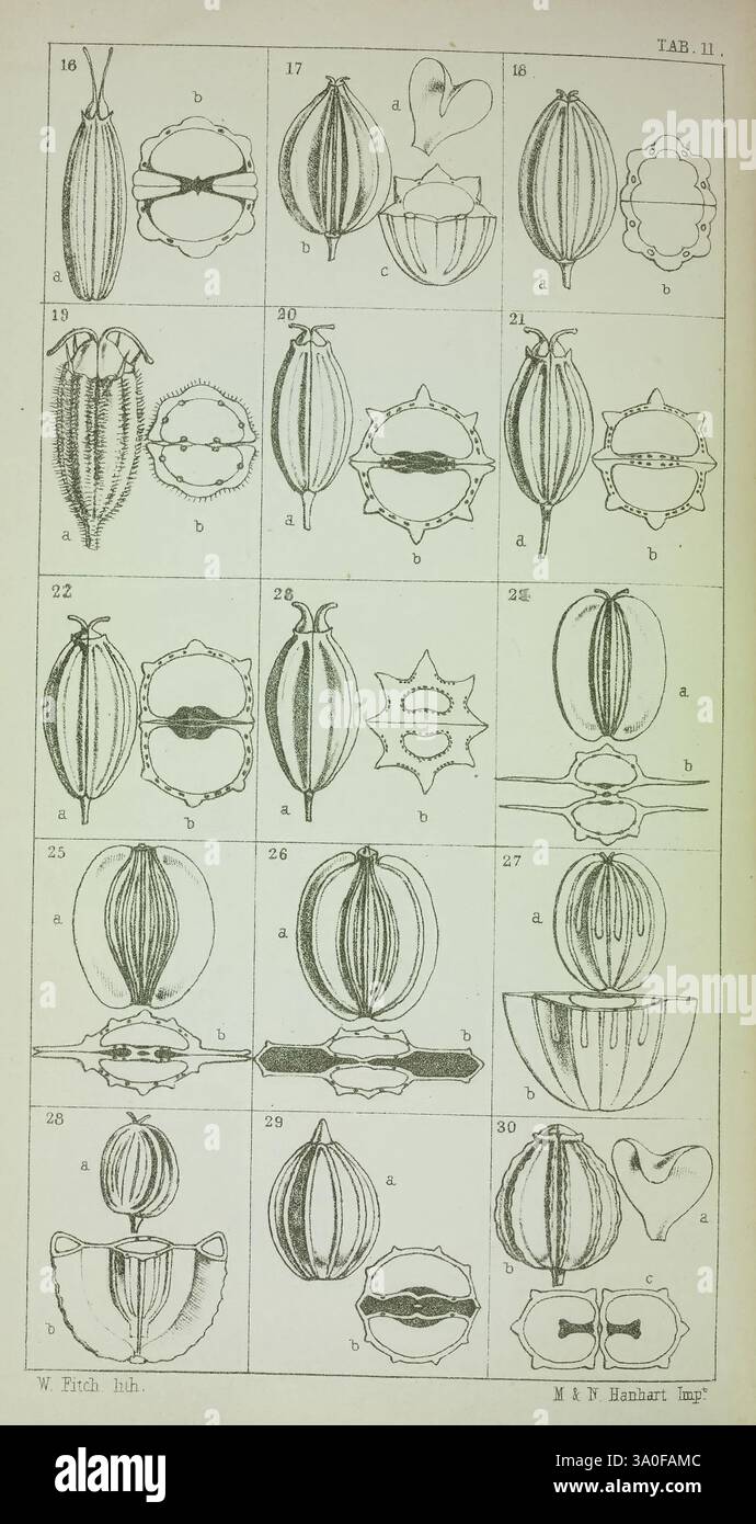 Highlighting various seed pod hi-res stock photography and images - Alamy