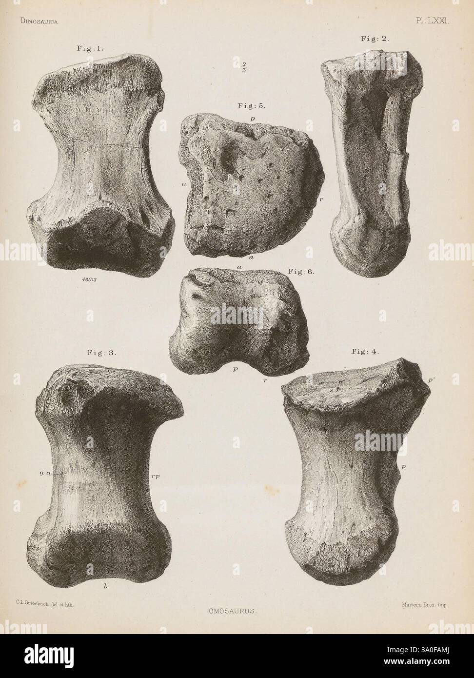 A history of British fossil reptiles, London, Cassell & Company Limited ...