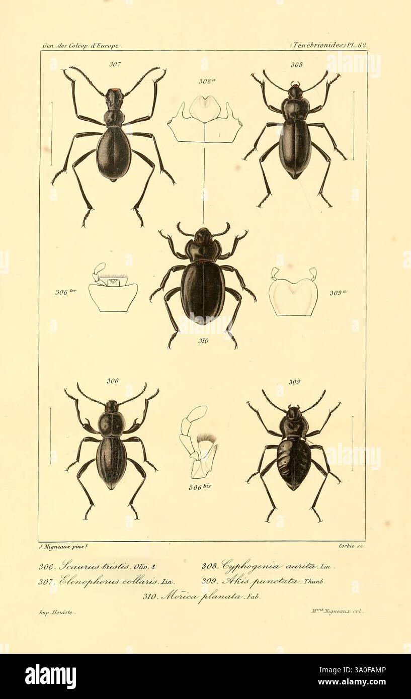 Detailed scientific drawings of various beetle species hi-res stock ...