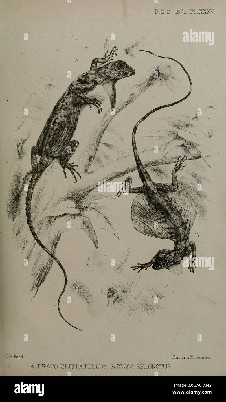 Draco cristatellus hi-res stock photography and images - Alamy