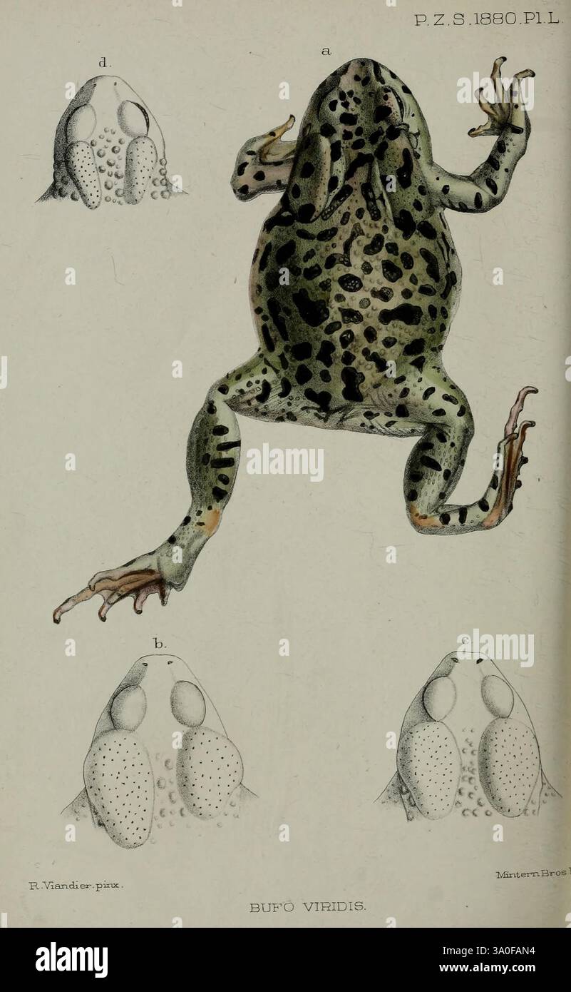 Proceedings, of, the, Zoological, Society, of, London, London, Academic ...