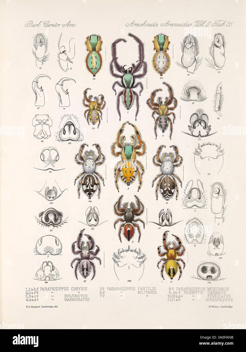 Depictions of different spiders hi-res stock photography and images - Alamy