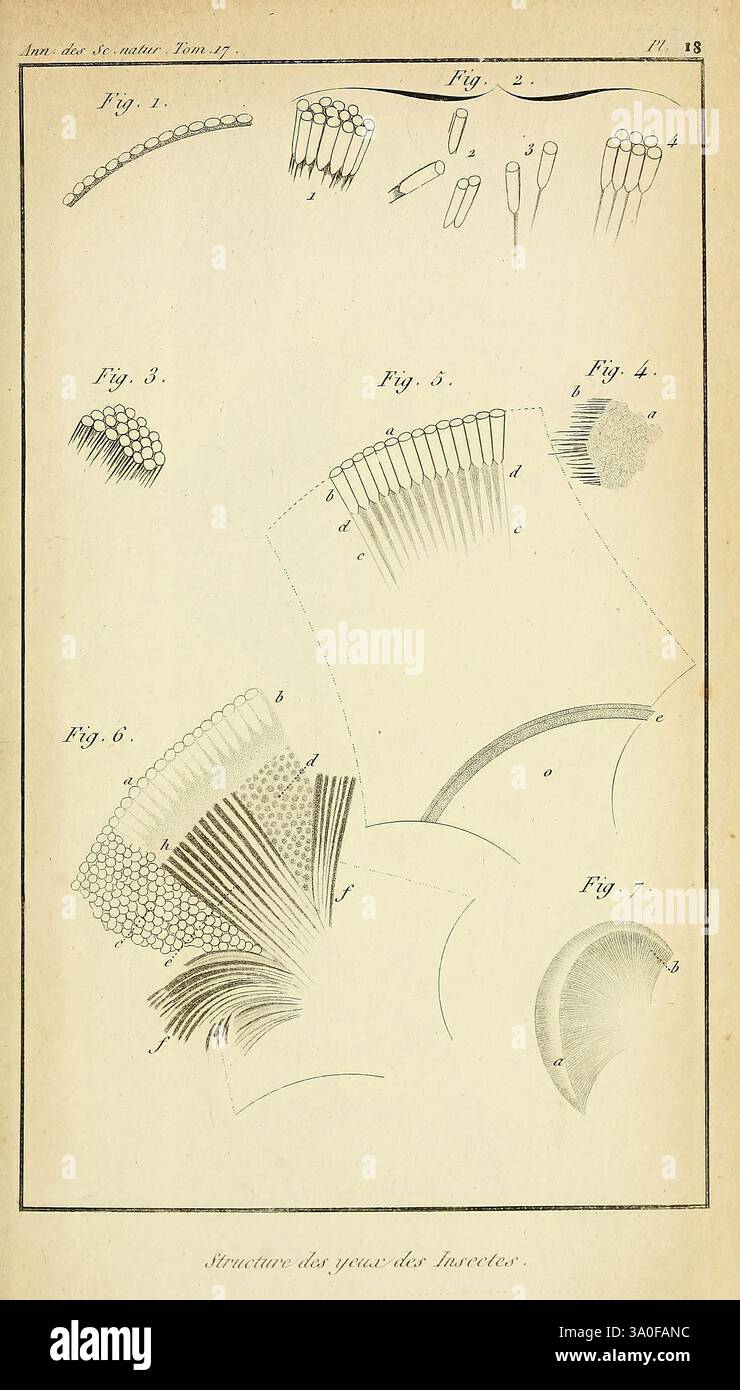 Unique adaptations of different species hi-res stock photography and ...