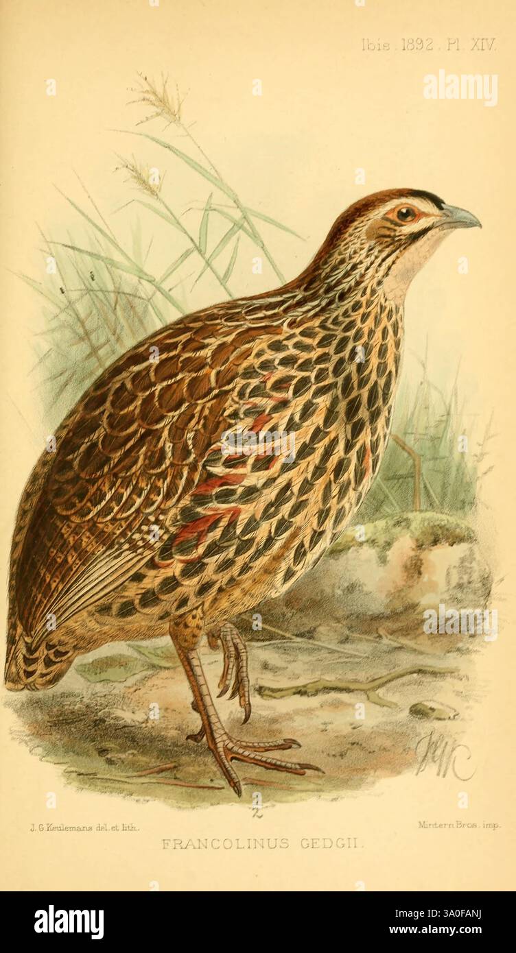 Ibis London, Published for the British Ornithologists' Union by ...