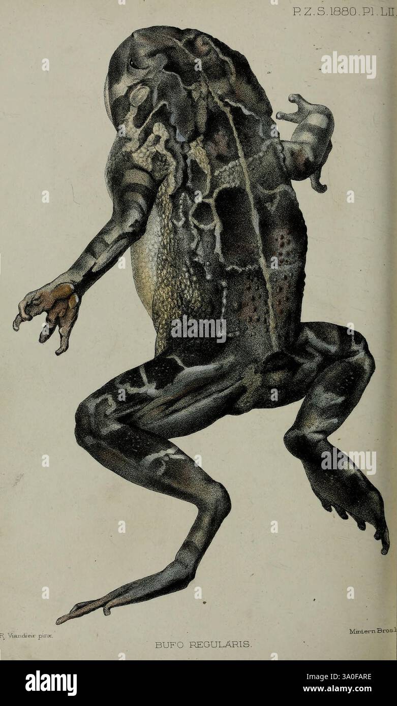 Proceedings of the Zoological Society of London, London, Academic Press ...