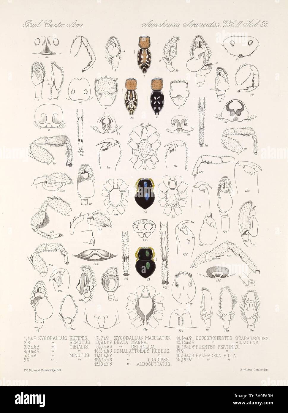 Biologia Centrali-Americana London, 1879-1915 archaeology, botany ...