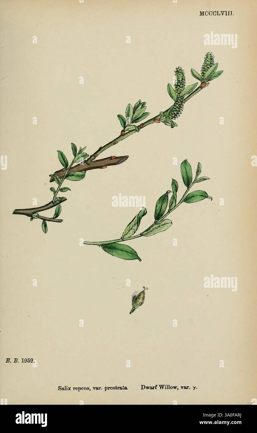 English, Botany, Coloured Figures of British Plants, London, R ...