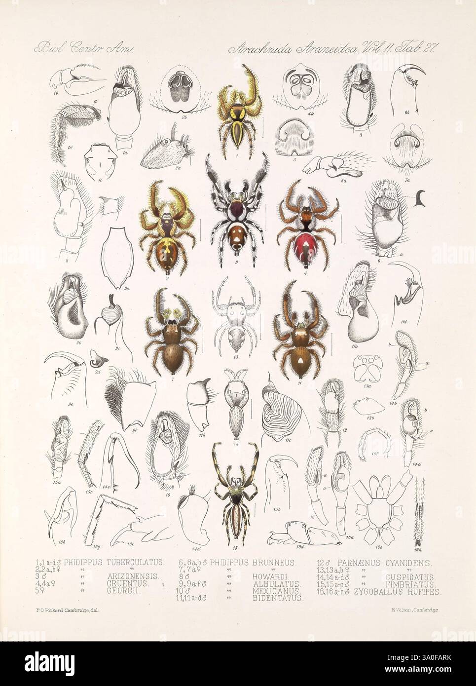 Drawings of various spiders hi-res stock photography and images - Alamy