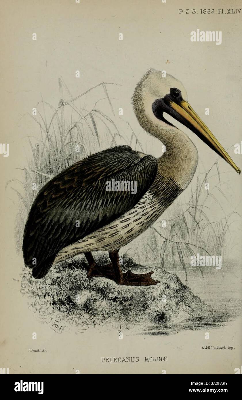 Pelecanus moline hi-res stock photography and images - Alamy