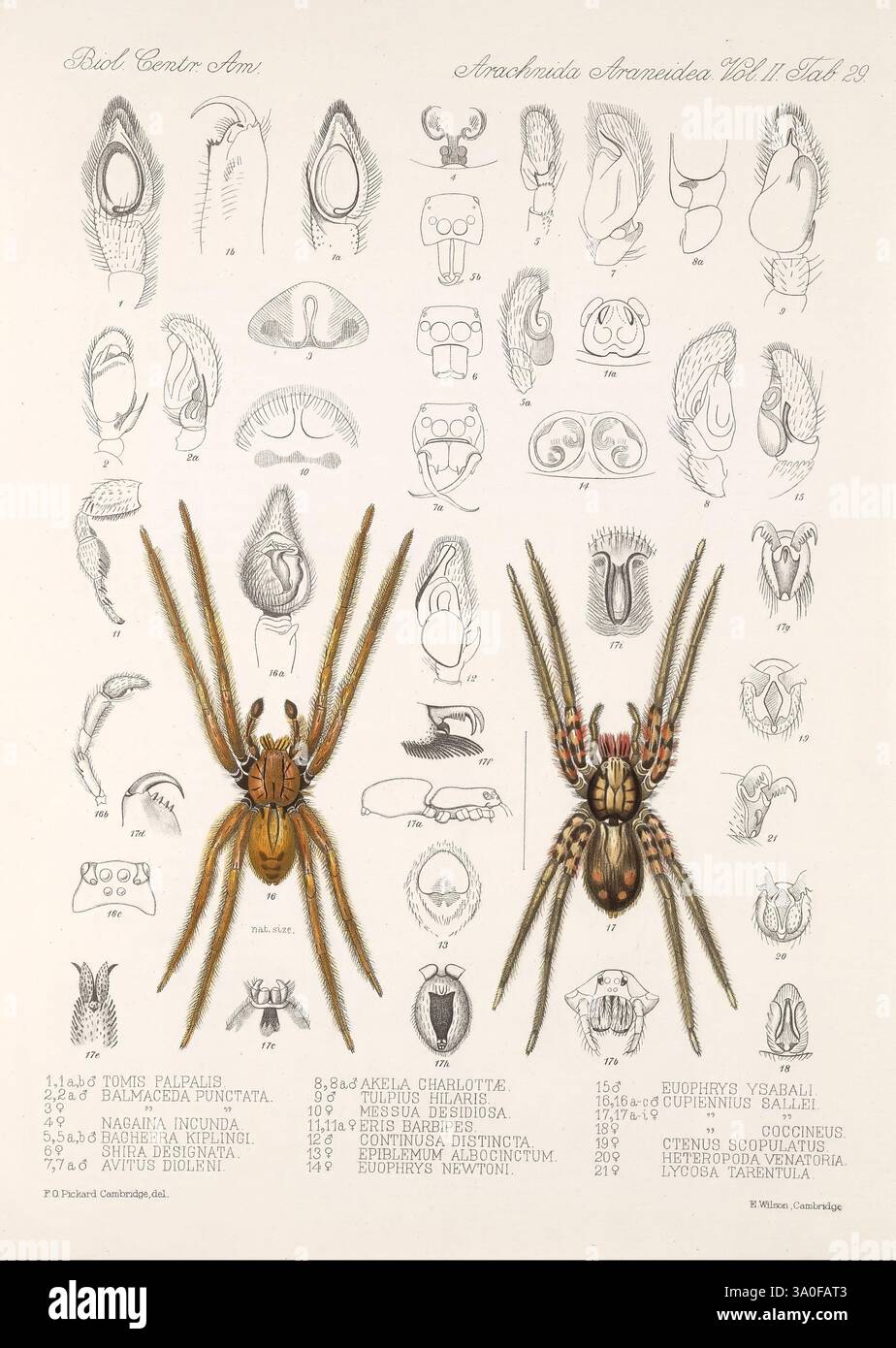 Highlight different parts of spiders hi-res stock photography and ...