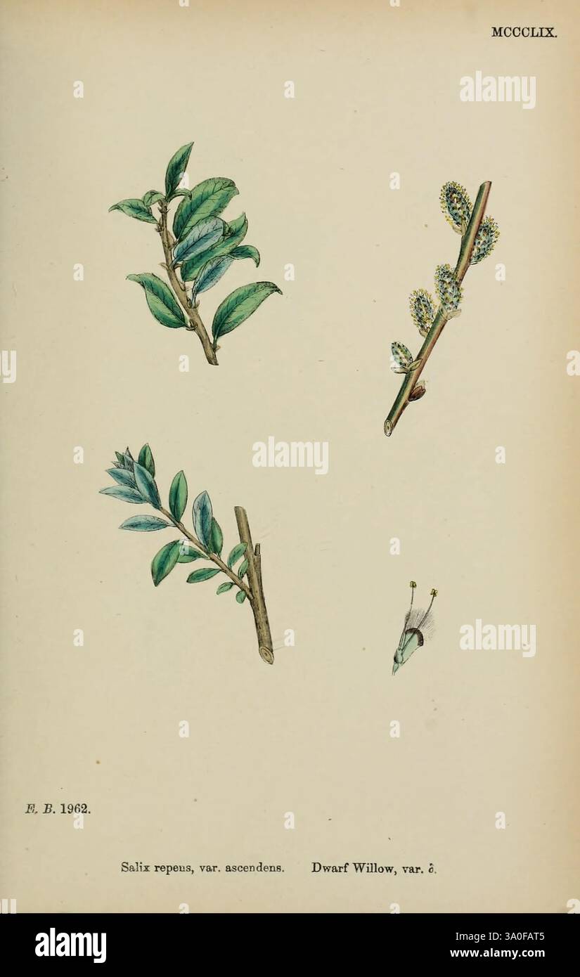 Detailed botanical depictions of leaves hi-res stock photography and ...