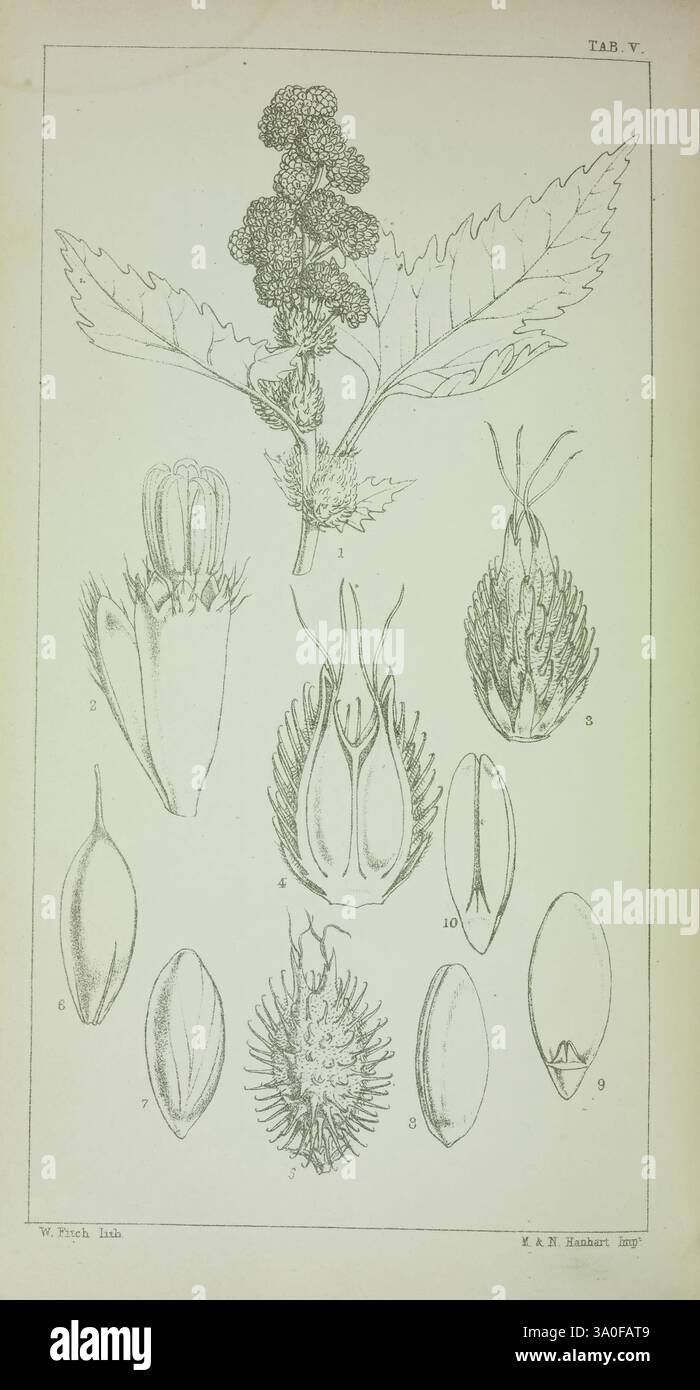 The British flora London 1855 color our collections, The illustration ...