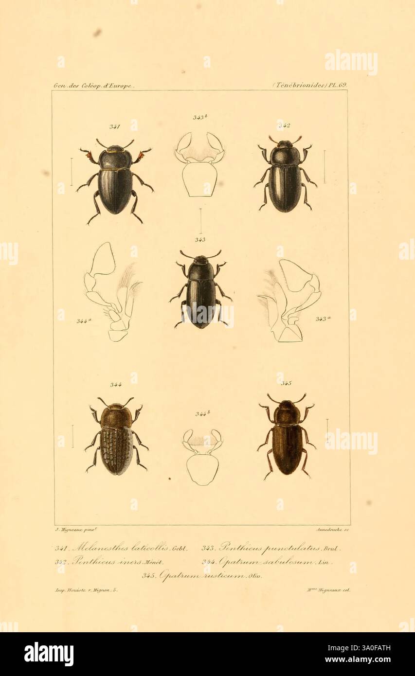 Detailed depictions of various beetle species hi-res stock photography ...