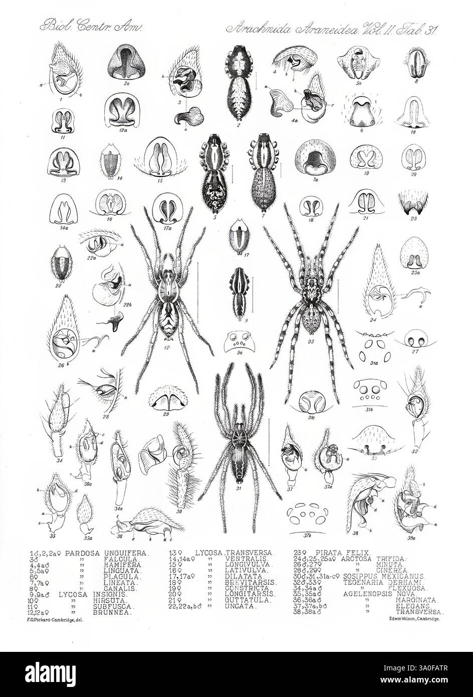 Multiple depictions of adult spiders hi-res stock photography and ...