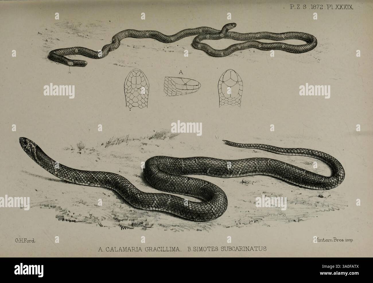 Snakes distinctive head shape hi-res stock photography and images - Alamy