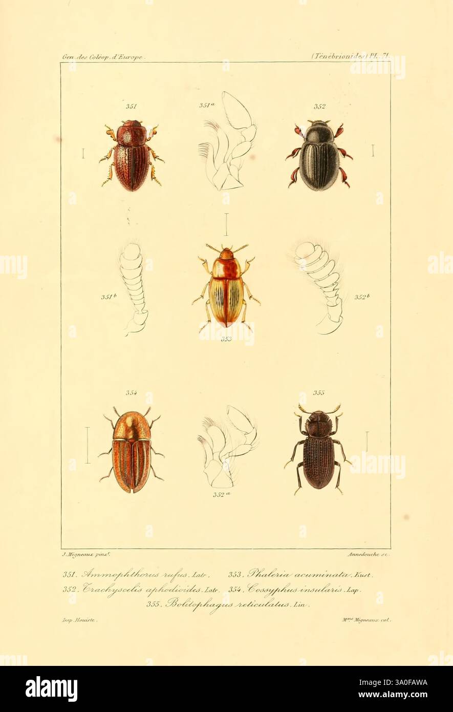 Series of detailed depictions of various insects hi-res stock ...