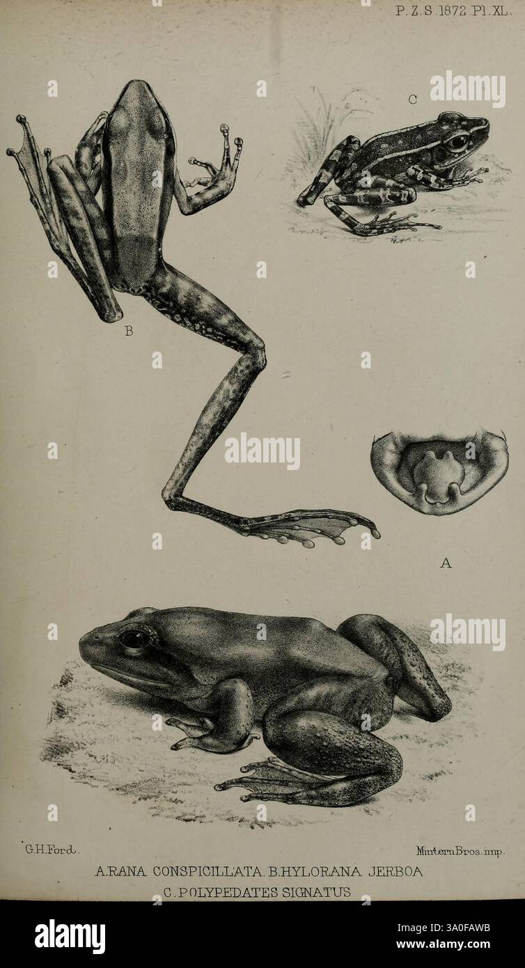 Webbed feet indicating hi-res stock photography and images - Alamy