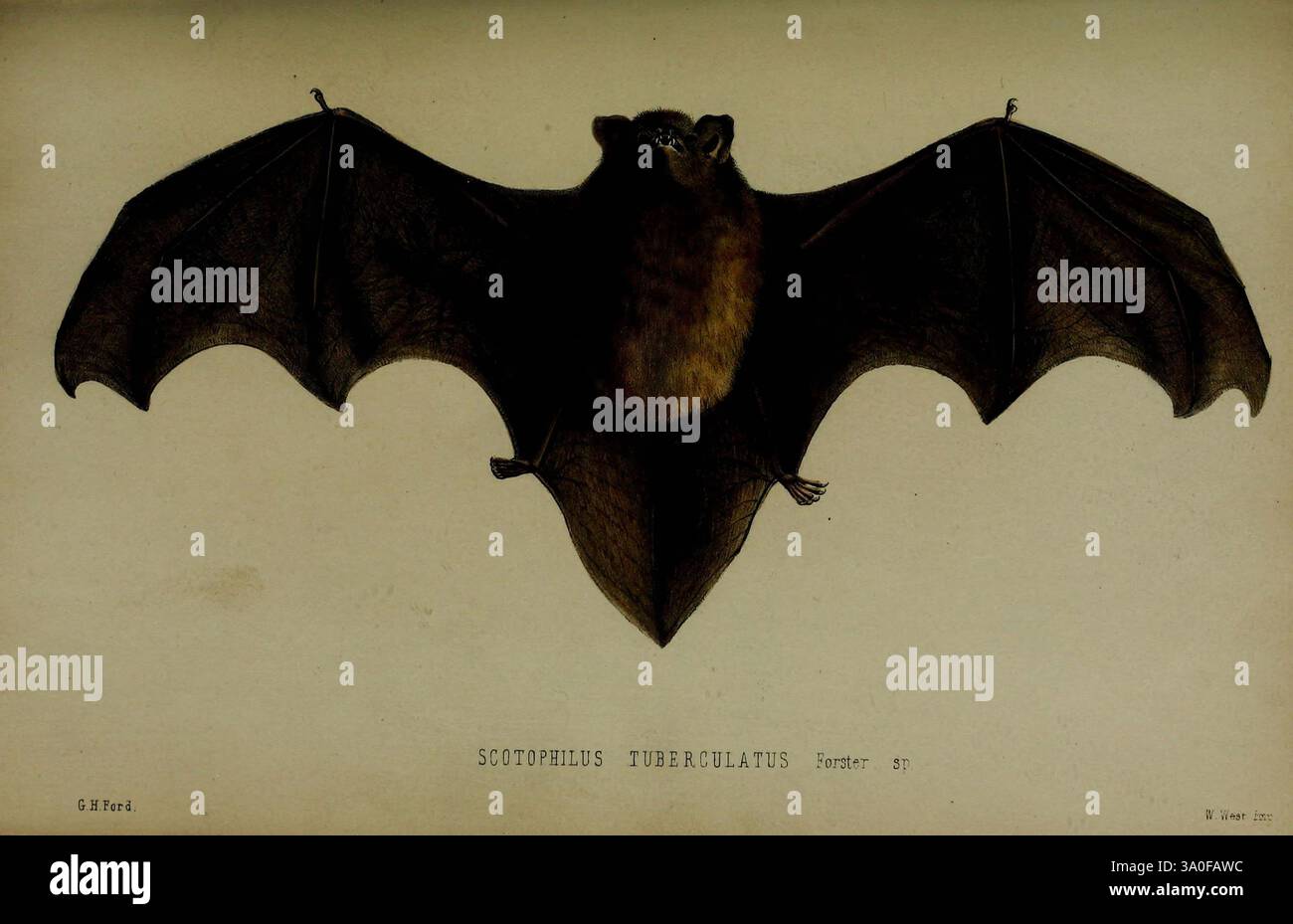 Bats anatomical details hi-res stock photography and images - Alamy