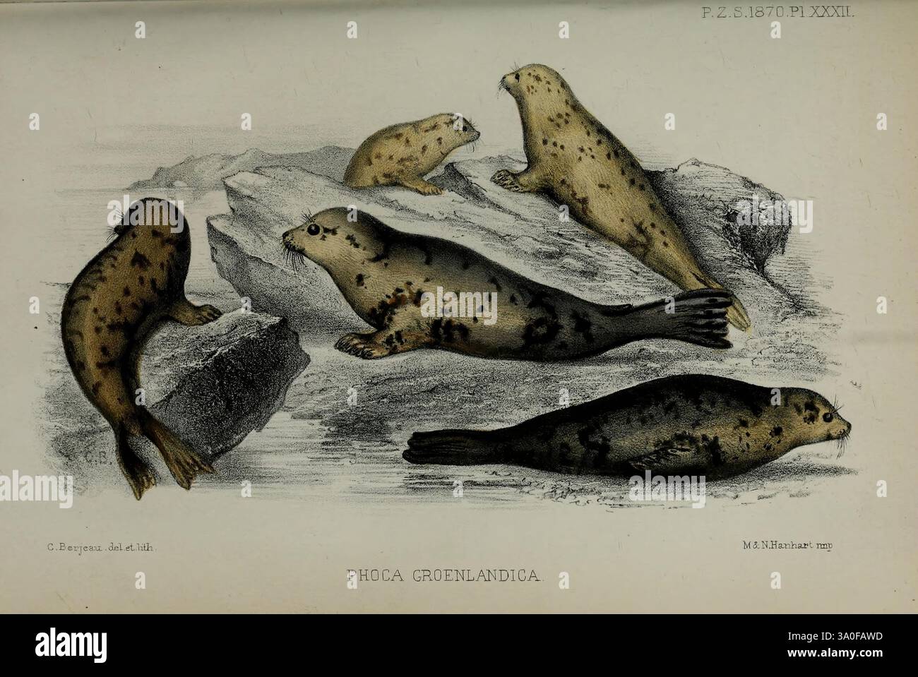 Group of five seals hi-res stock photography and images - Alamy