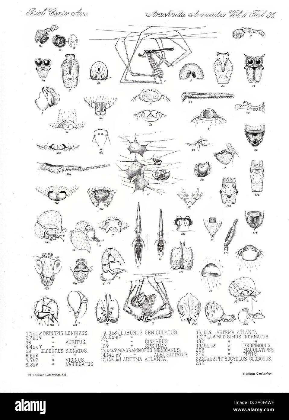 Biologia Centrali-Americana London, 1879-1915, archaeology, botany ...
