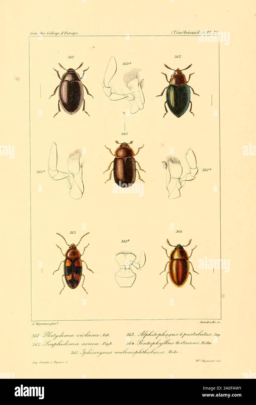 Series of detailed representations of various beetle species hi-res ...